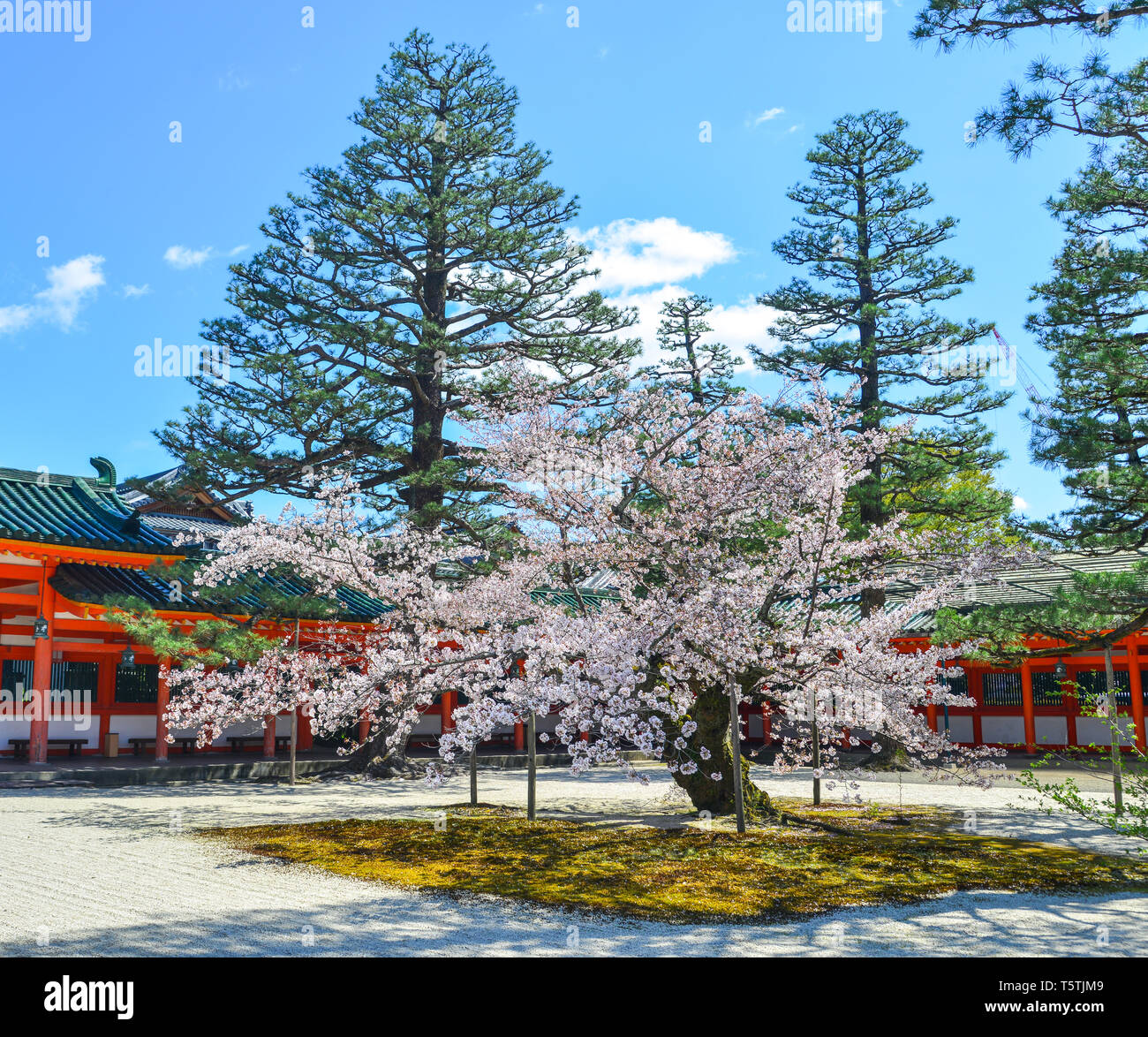 Old cherry trees with flowers at ancient Shinto Shrine in Kyoto, Japan ...