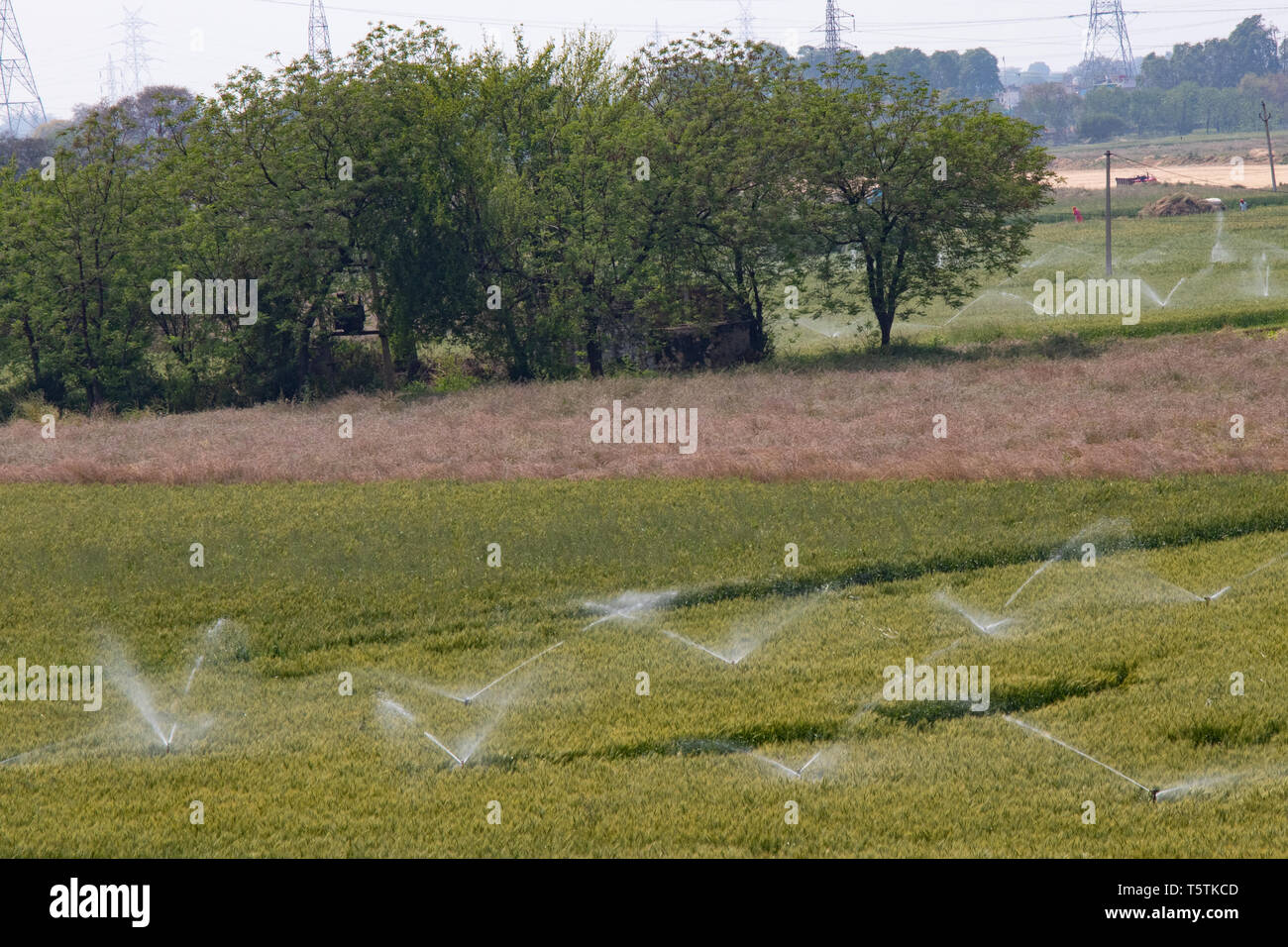 Sprinkler irrigation system used to watering in the farm Stock Photo ...