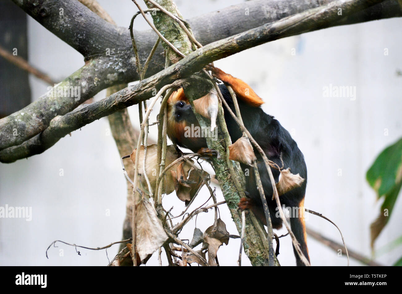 Mico leao da cara dourada hi-res stock photography and images - Alamy