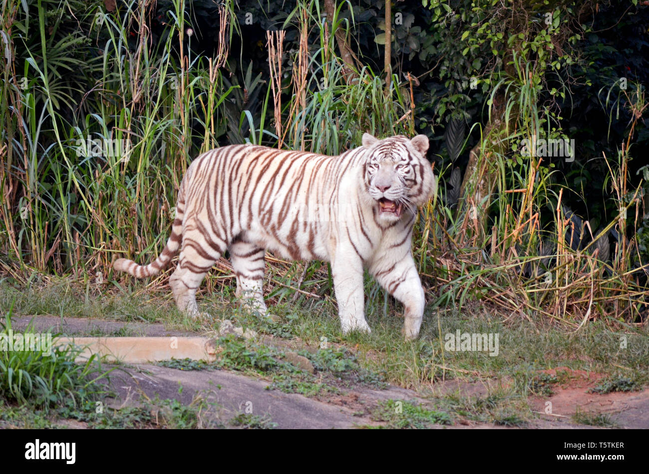 Brazilian zoo hi-res stock photography and images - Alamy