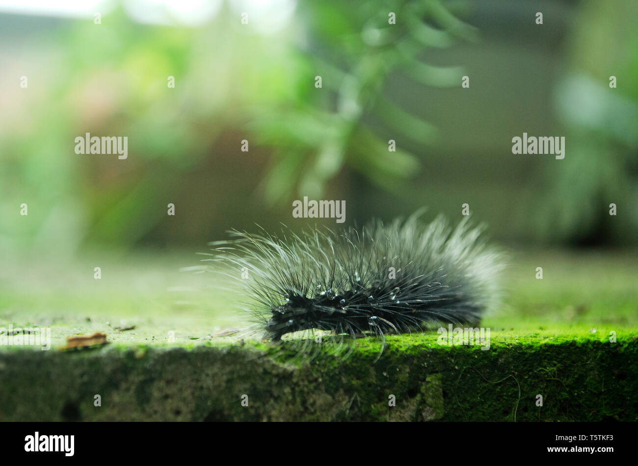 Ride a fire caterpillar Stock Photo - Alamy