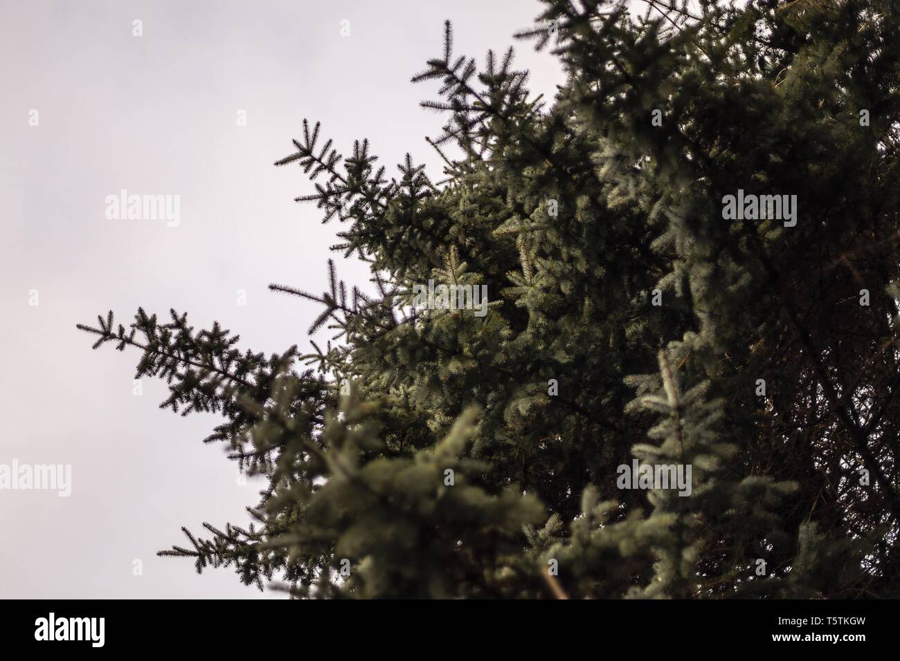 A beautiful leafy tree with grey sky Stock Photo - Alamy