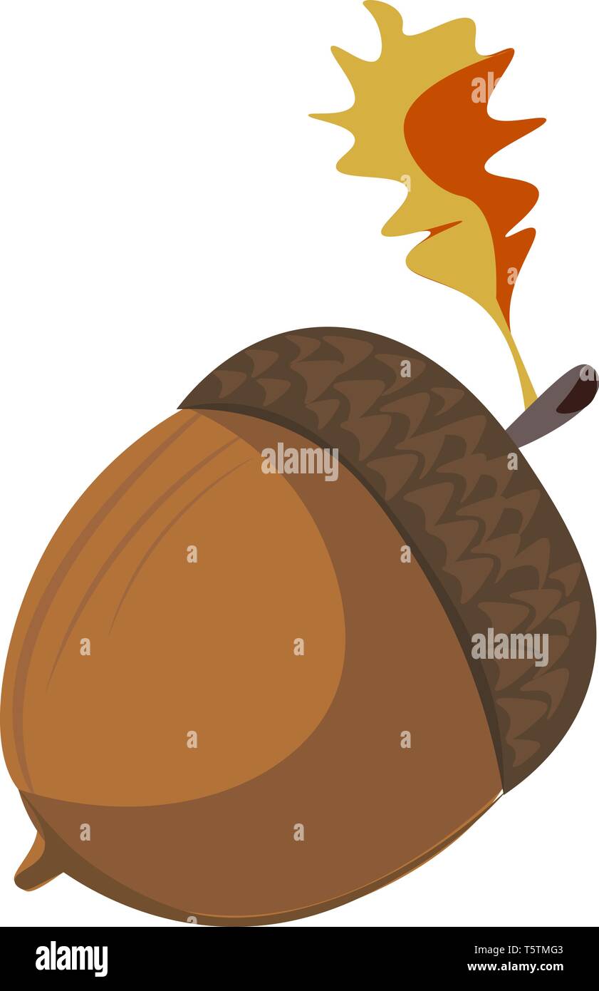 Cartoon brown acorn vector illustration on white background Stock Vector Image & Art - Alamy