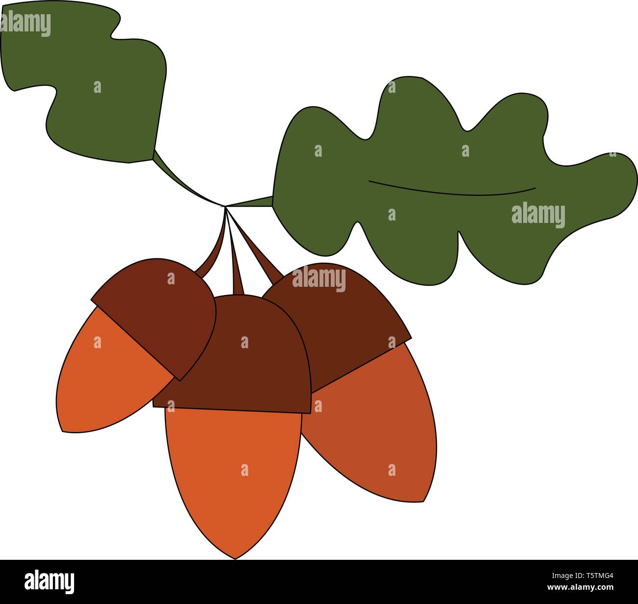 Three brown acorn vector illustration on white background Stock Vector Image & Art - Alamy