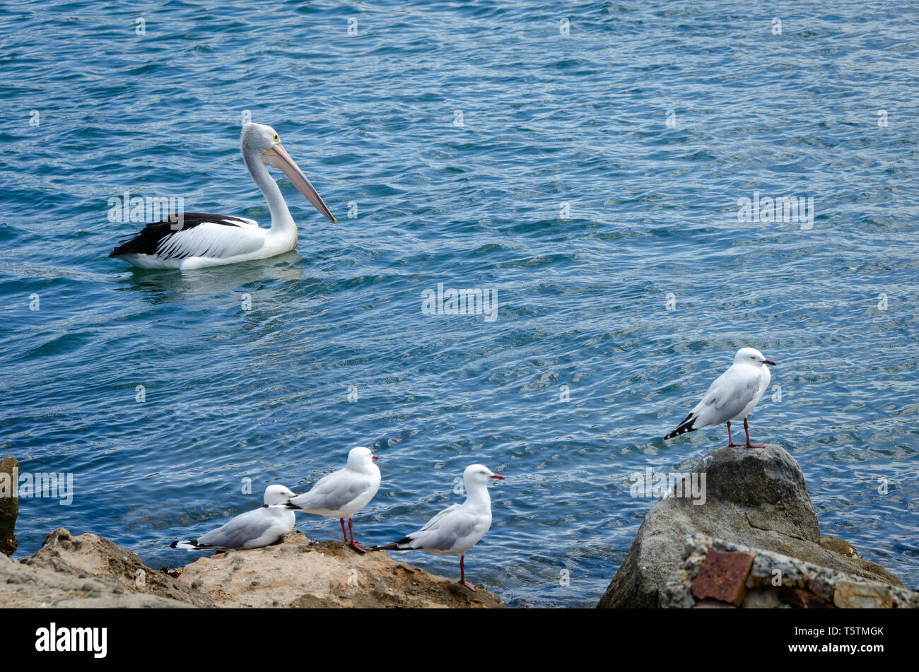 Evans head hi-res stock photography and images - Alamy