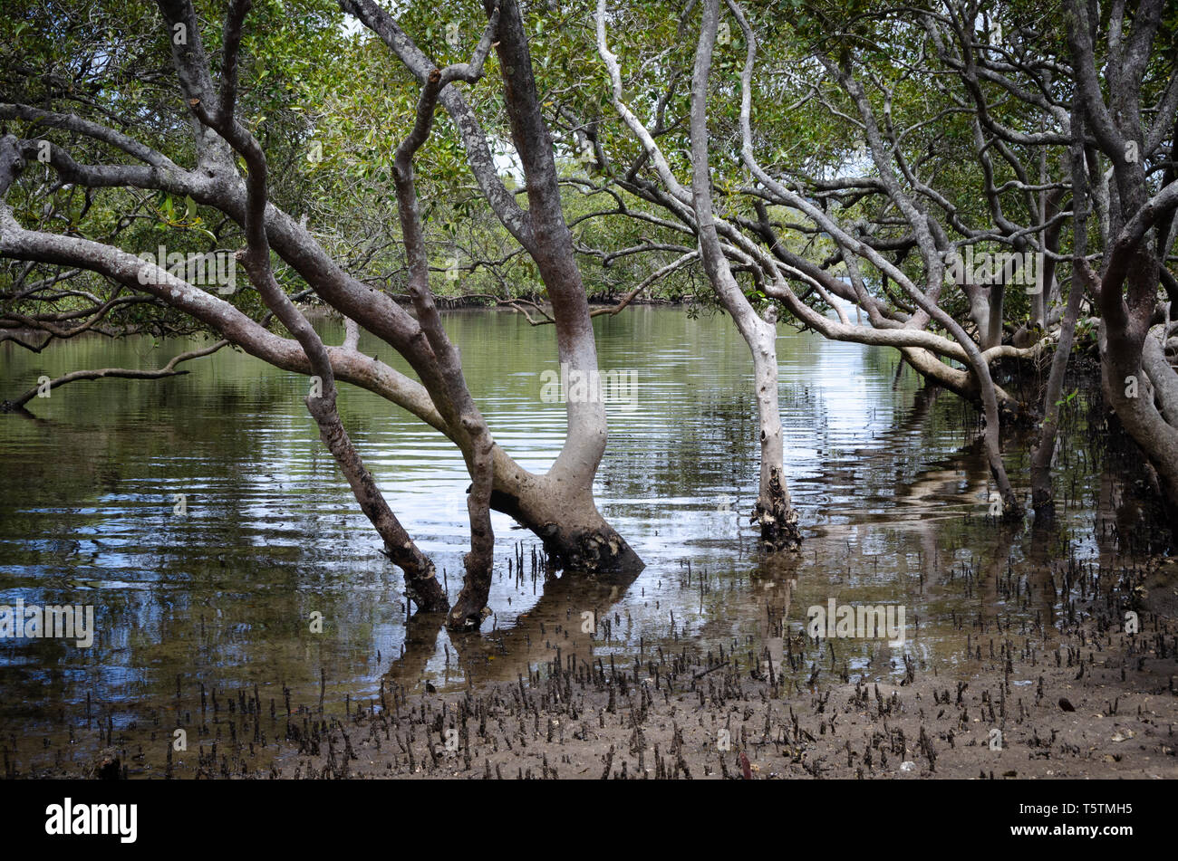 Evan's head australia hi-res stock photography and images - Alamy