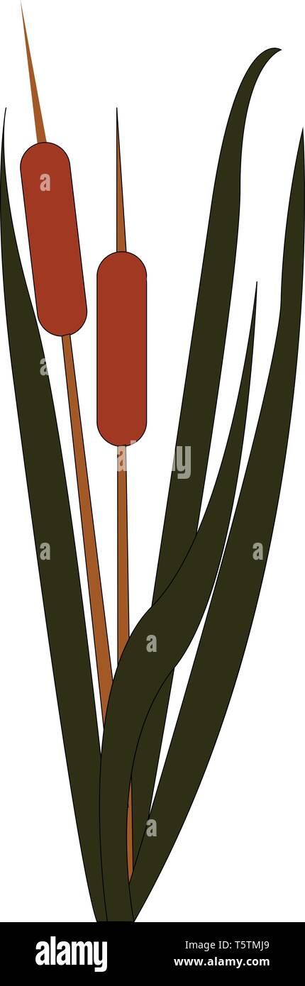 Simple cartoon bamboo vector illustration on white background Stock ...