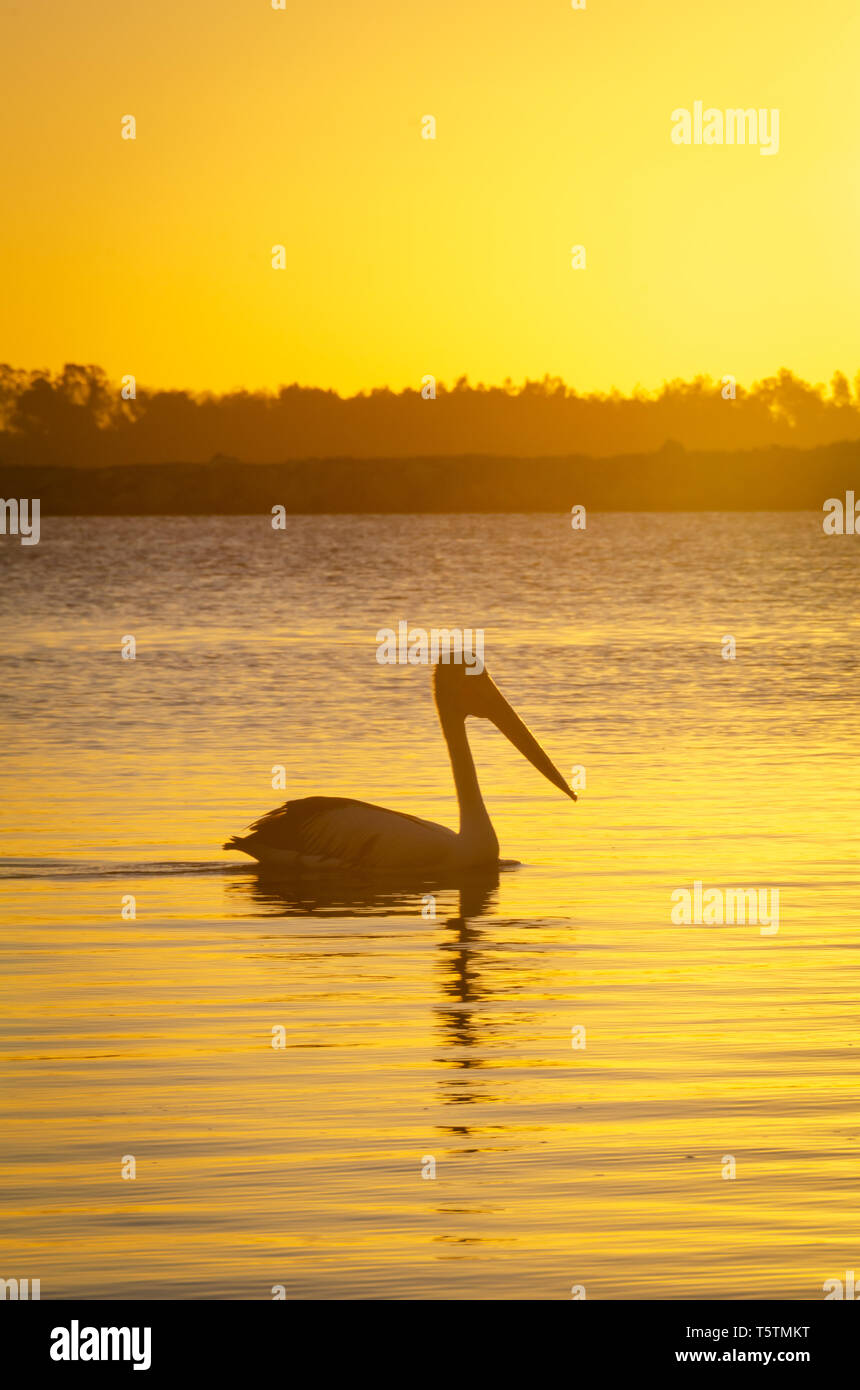 Iluka bird hi-res stock photography and images - Alamy