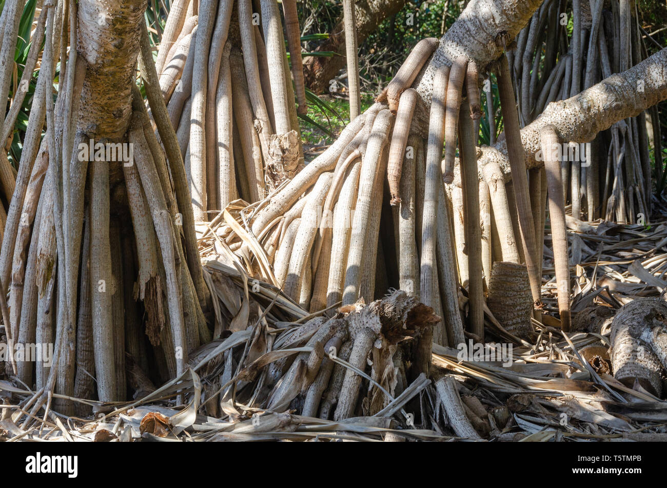 Plant roots australia hi-res stock photography and images - Alamy