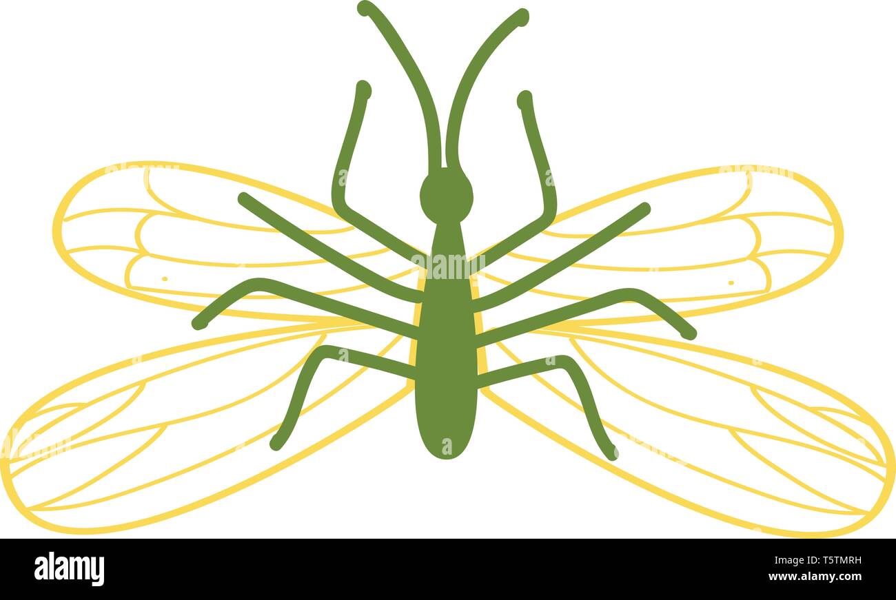 Green insect with wingsillustration vector on white background Stock ...