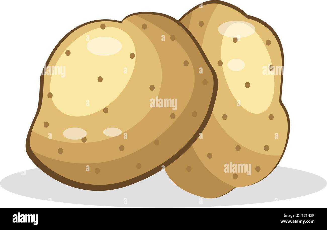 Two Potatoes with dots around in white background vector color drawing ...