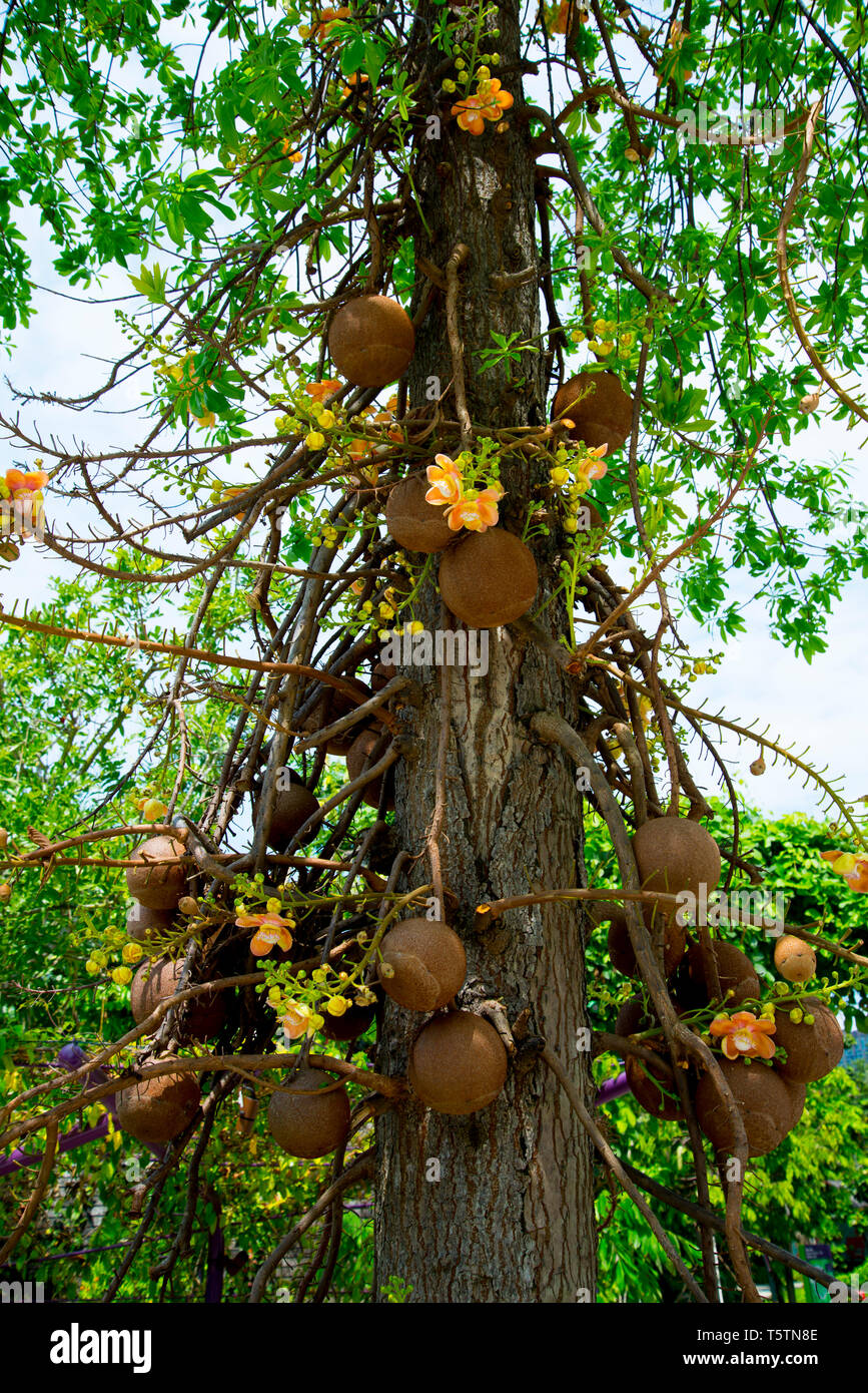 Flowering Cannonball Tree Stock Photo - Alamy