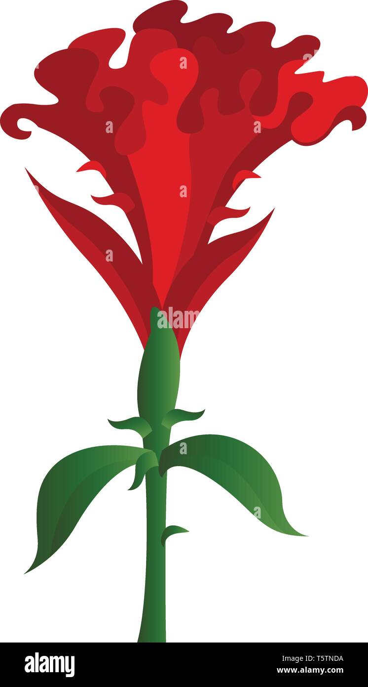 Vector illustration of red cockscomb flower on white background Stock ...