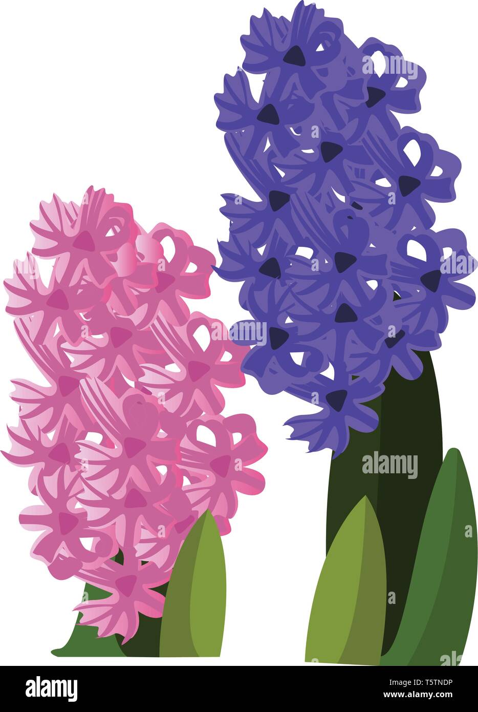 Vector illustration of pink and blue hyacinth flowers with green leafs ...