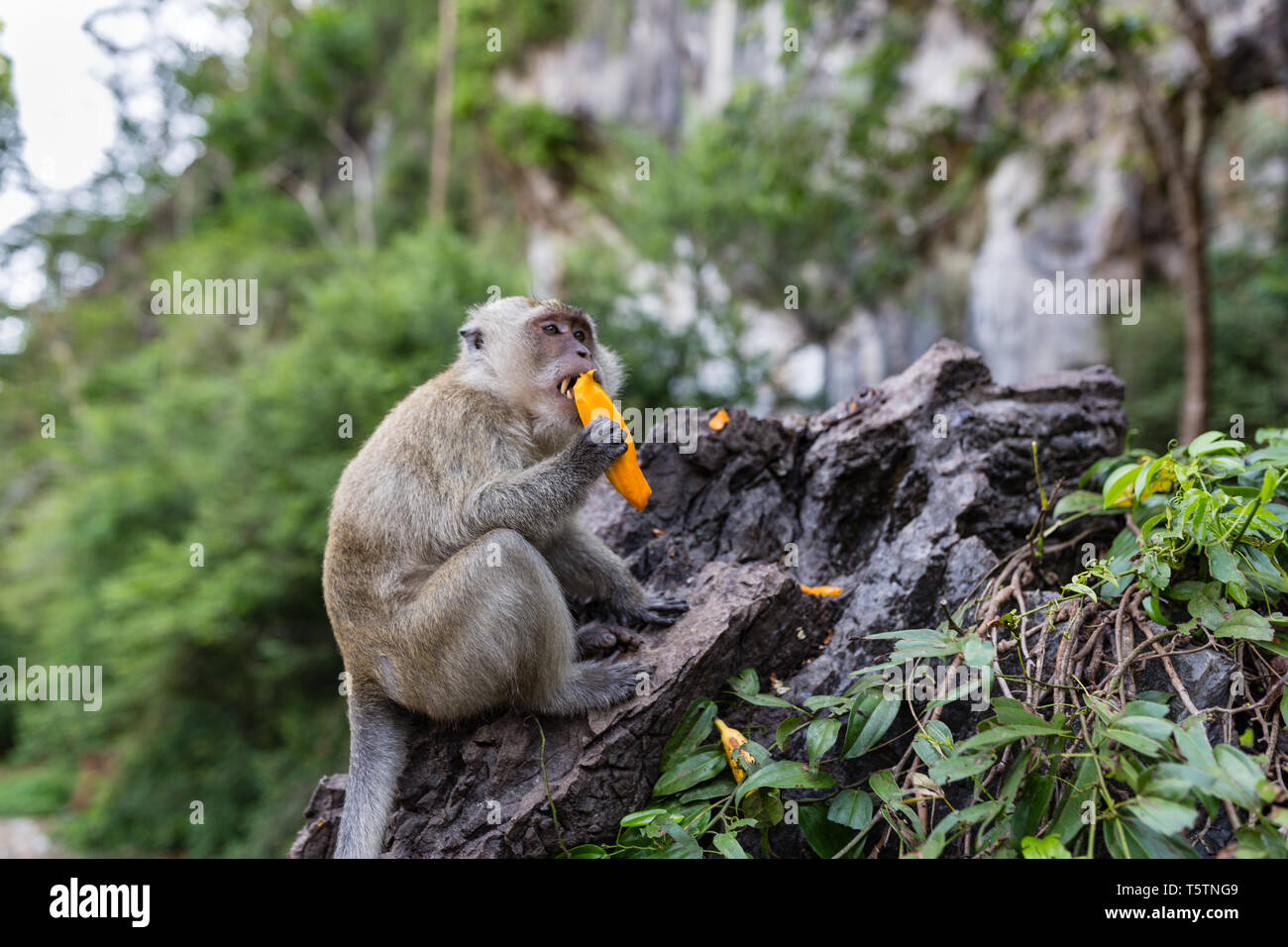 Monkey eating fresh fruit hi-res stock photography and images - Alamy