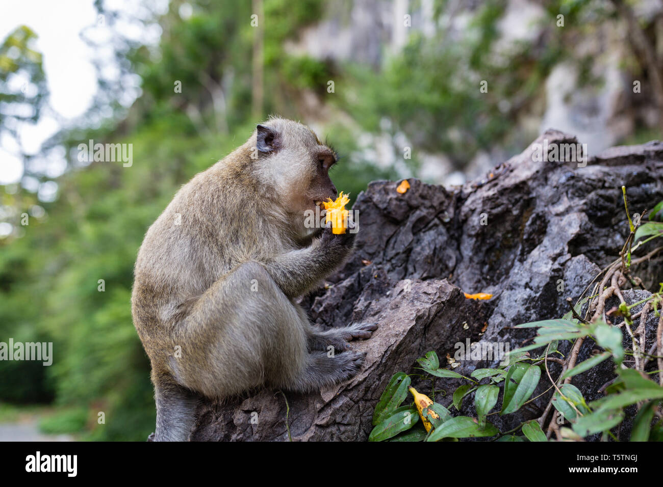 Cute monkey eating fresh hi-res stock photography and images - Alamy