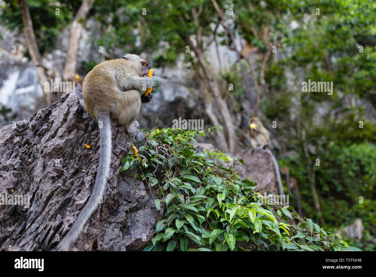 Macaque monkey eating fruit tree hi-res stock photography and images ...