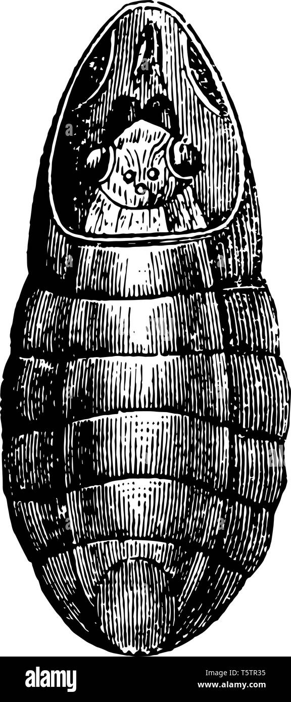 This illustration represents Imago of Bot fly Emerging vintage line ...