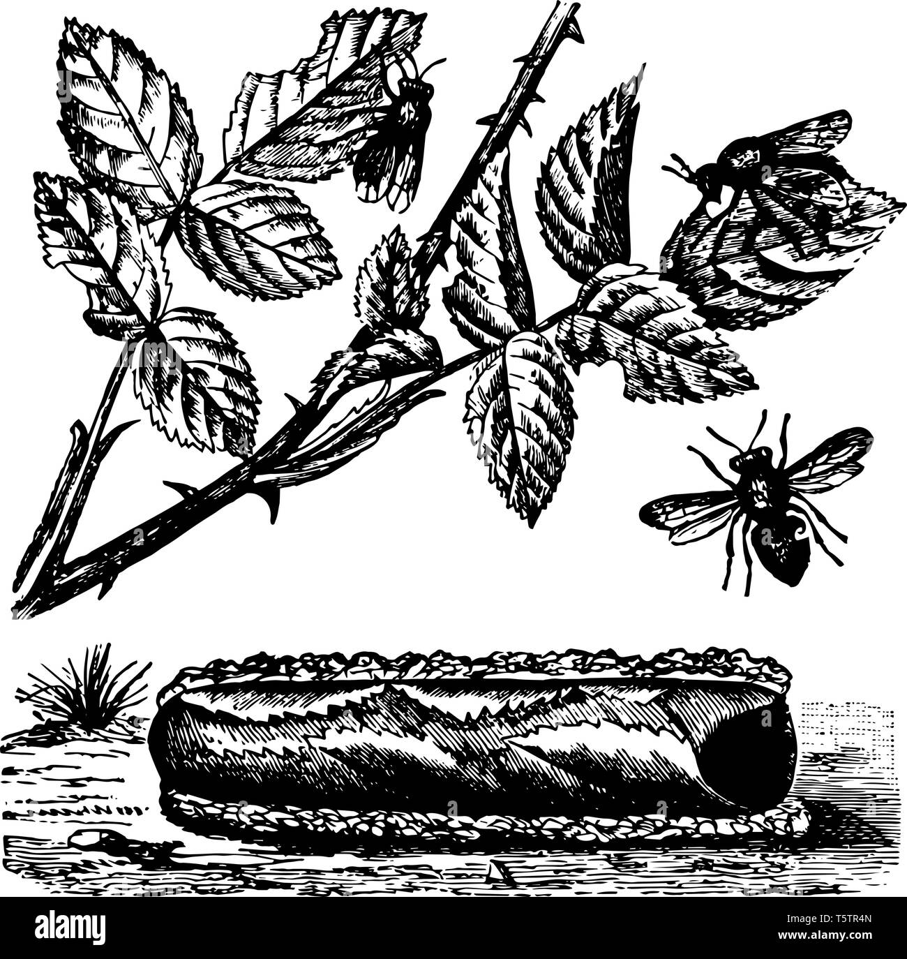 Rose Megachile Bee make their nests in tubes lined with the leaves of ...