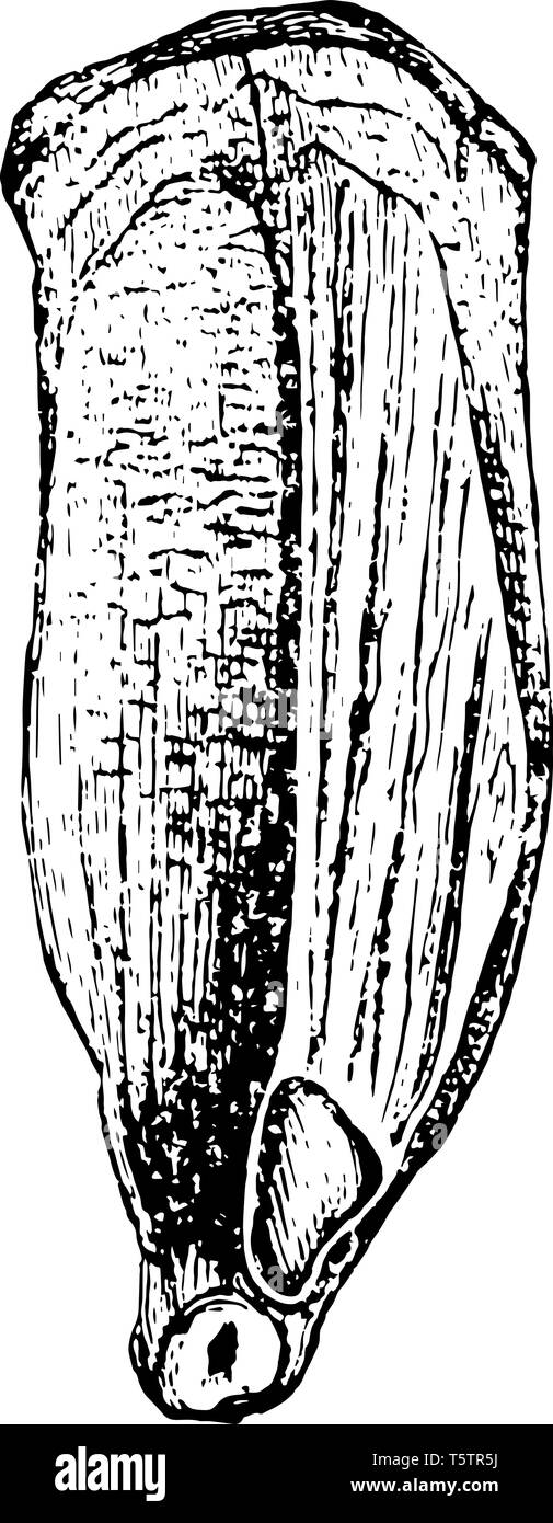 A picture showing scale of pine cone. Scales shown in the picture are ...