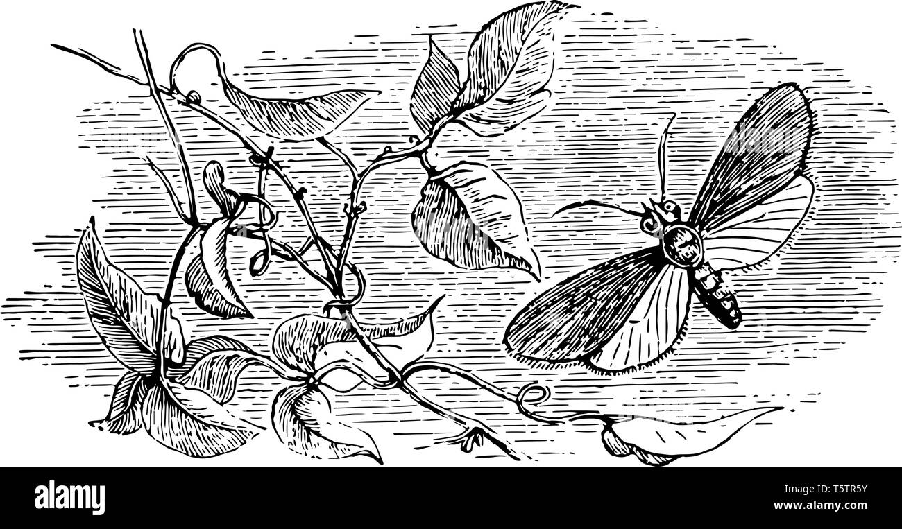 The Forester is plentiful enough between the middle of June and the ...