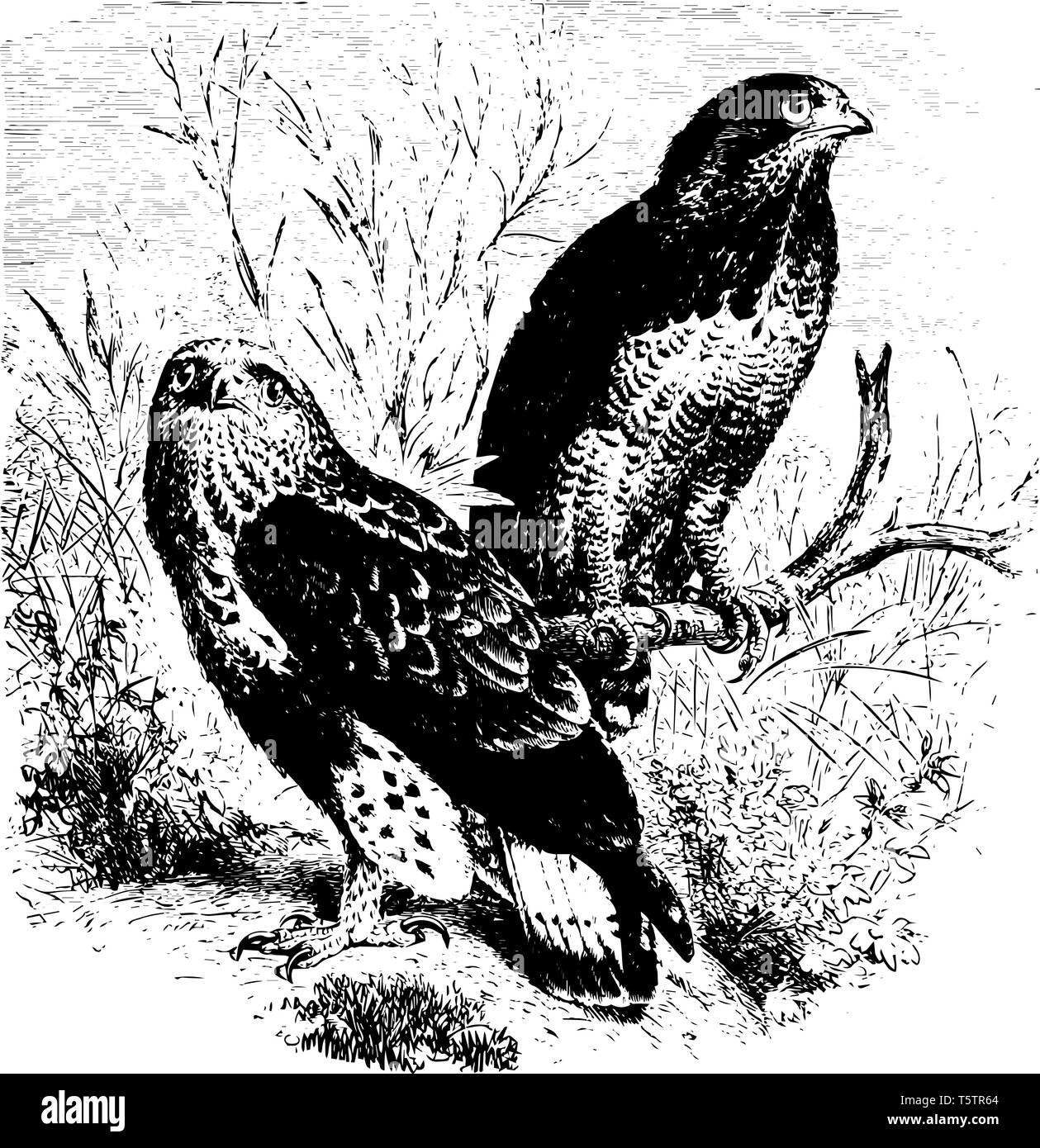 American buzzard Stock Vector Images - Alamy