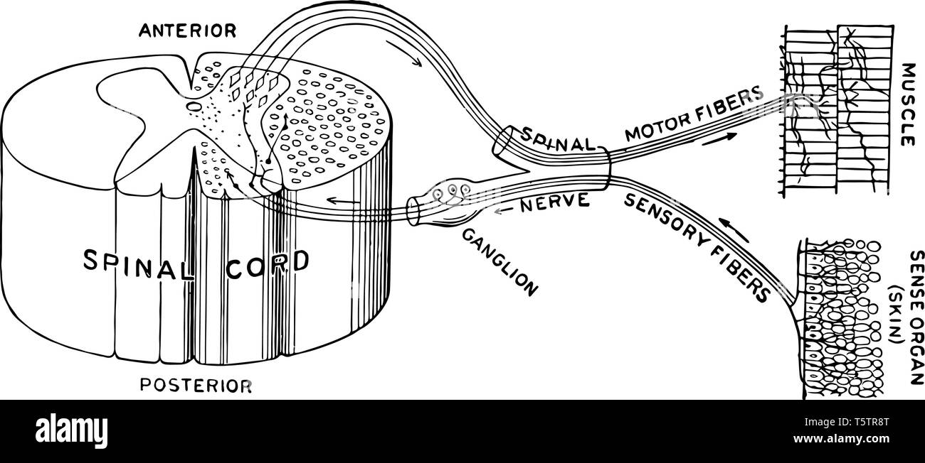 This illustration represents Reflex Action vintage line drawing or ...