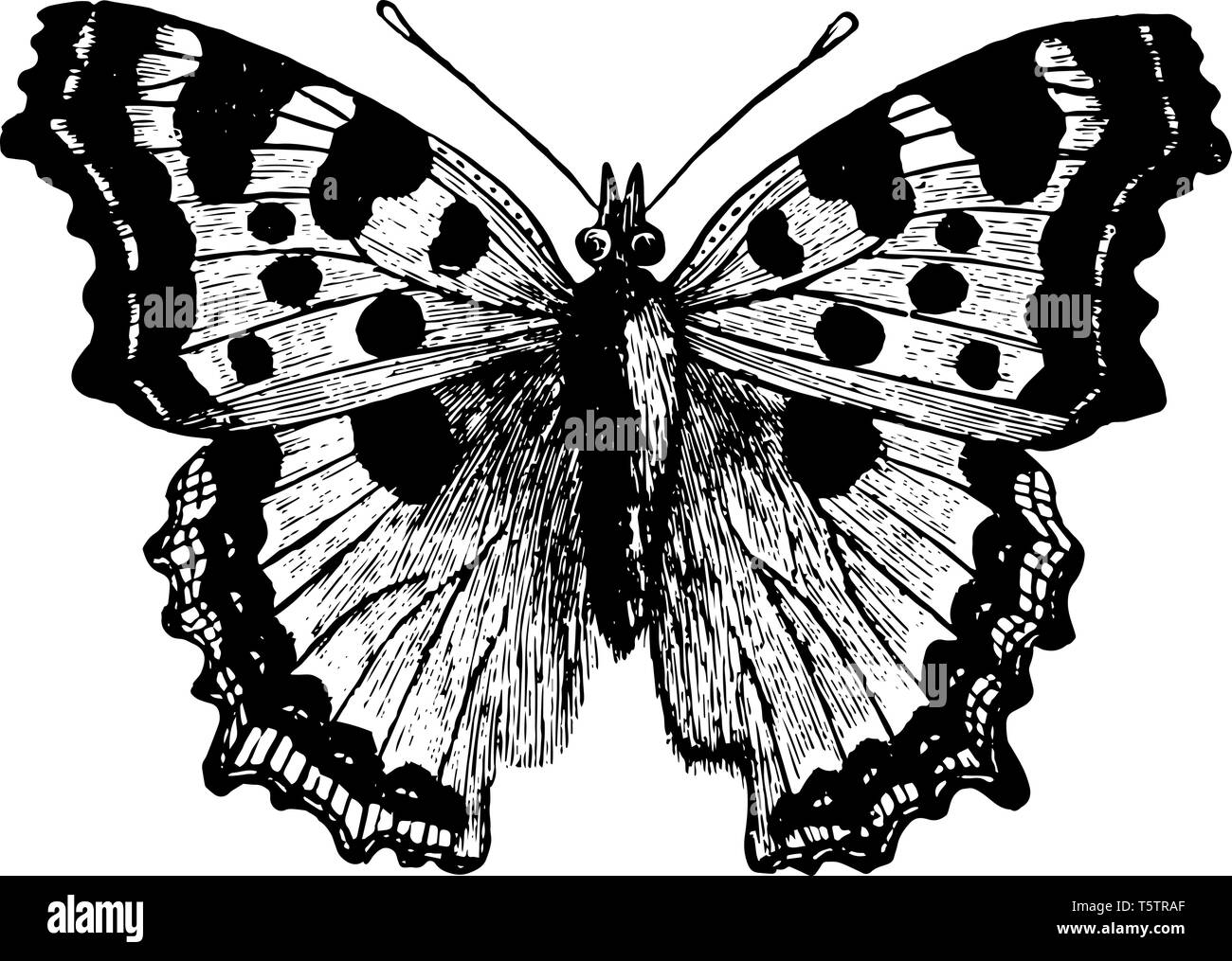 Tortoise shell butterfly Black and White Stock Photos & Images - Alamy