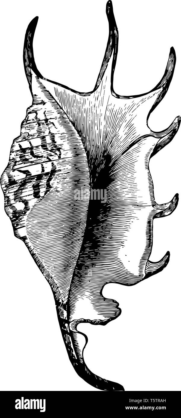 Marine gastropod mollusk sea Black and White Stock Photos & Images - Alamy