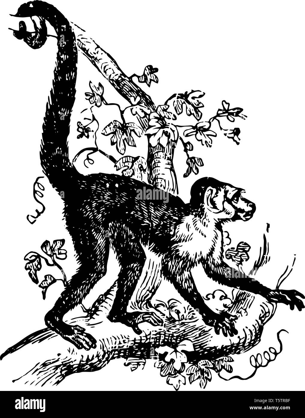 Capuchin Sapajou including fifteen or sixteen species vintage line ...