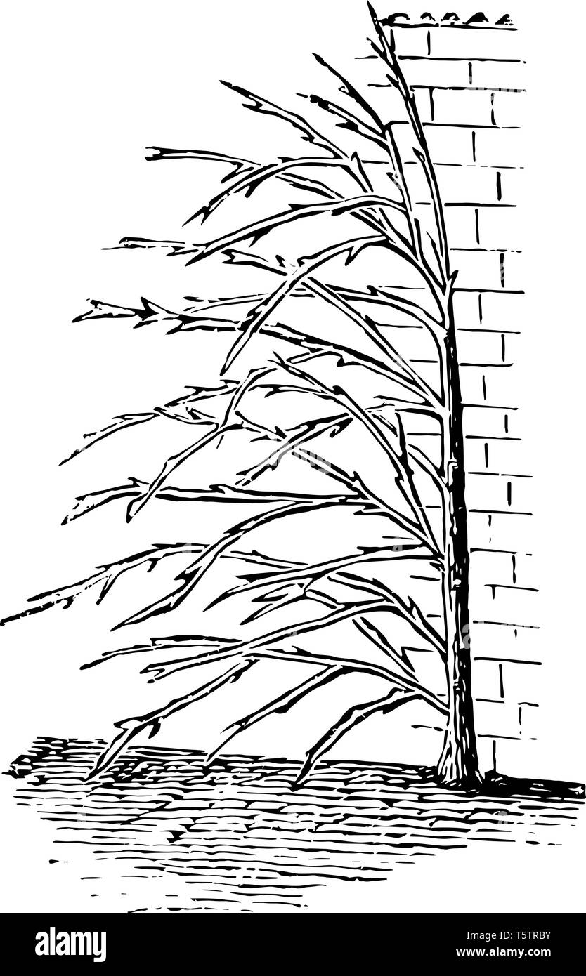 This illustration represents Training for Apricot Trees at Gable Ends ...