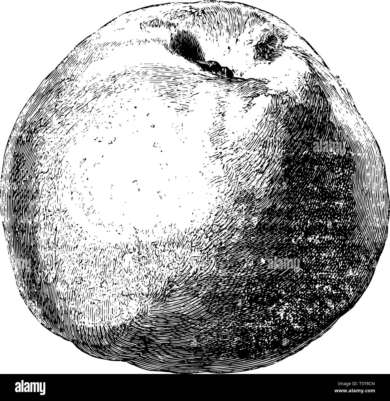 This is the image of a red Canadian apple vintage line drawing or ...