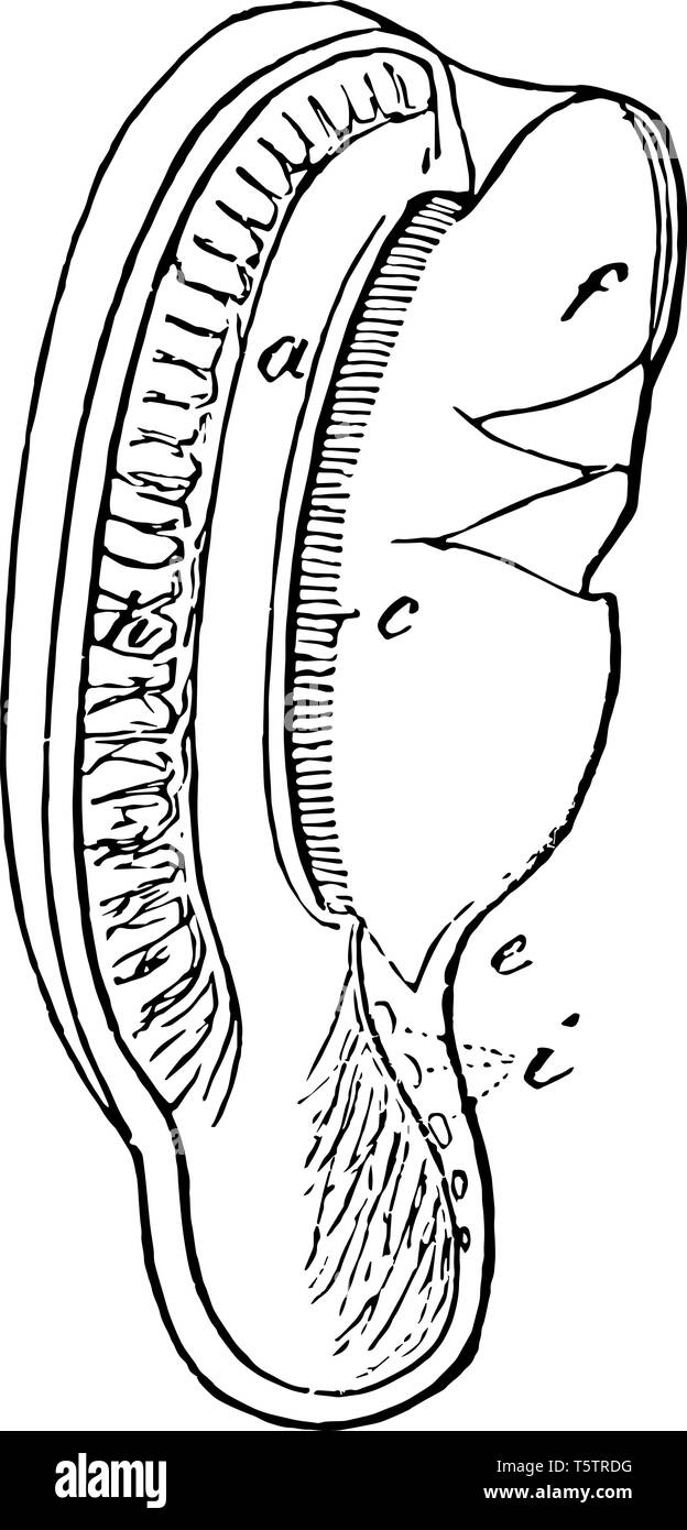 This diagram represents a Section of an Eagle Cochlea vintage line ...