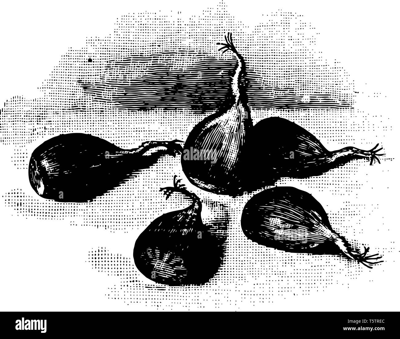 A portrait of five ready to eat chestnuts vintage line drawing or ...