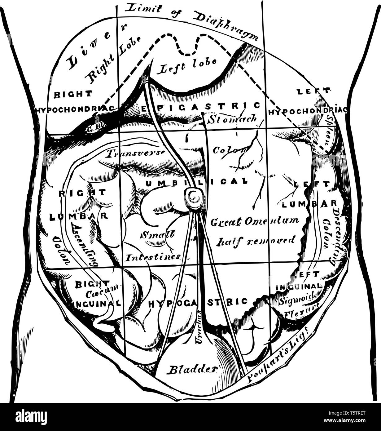 This diagram represents various Regions of the Abdomen and their ...