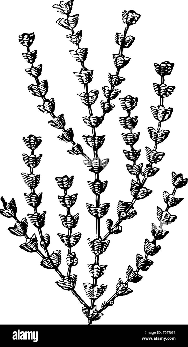 This illustration represents Magnified Portion of Gorgonia Verticellata ...