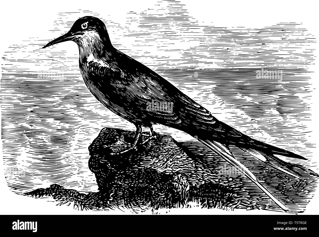 Tern europe Stock Vector Images - Alamy