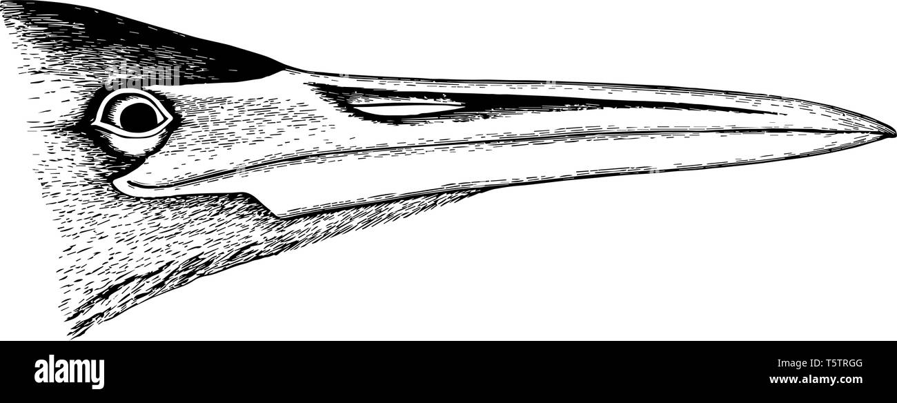 The Bill of a Bittern which is shorter than middle toe and claw vintage ...
