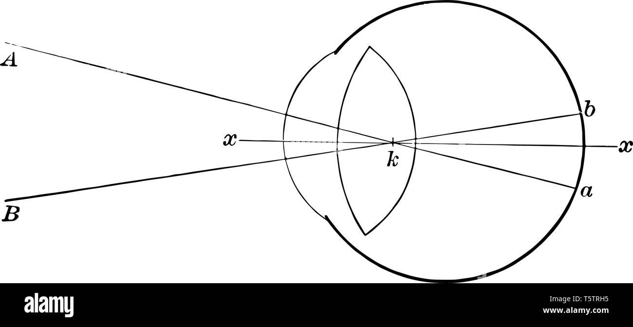 This illustration represents Retina vintage line drawing or engraving ...