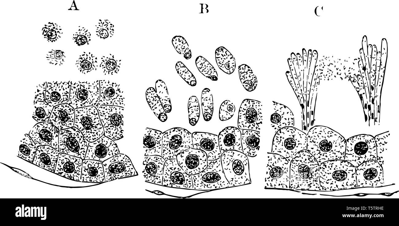 Section of the Testis of a Dog showing portions of seminal tube vintage ...