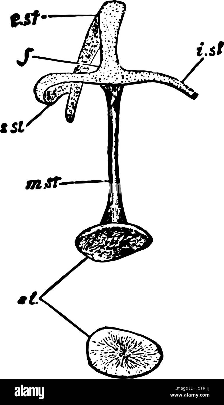 The Ear Bone of Fowl in which fitting fenestra ovalis vintage line ...