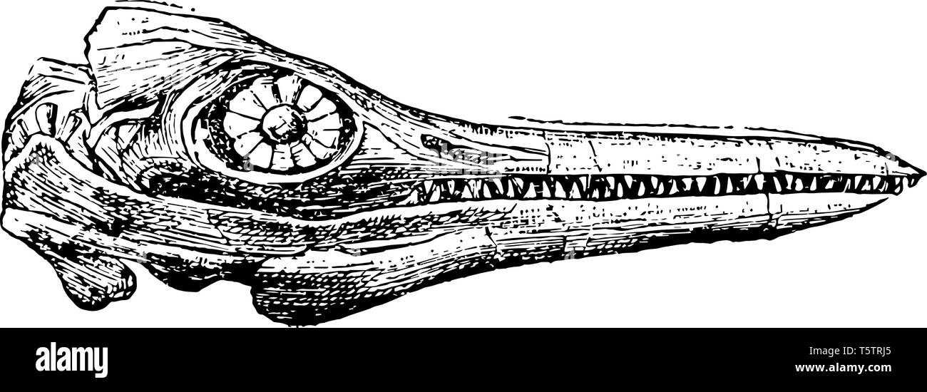 Ichthyosaurus Skull which is an extinct genus of ichthyosaur, vintage ...
