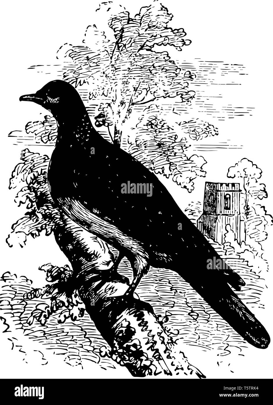 Dove species Stock Vector Images - Alamy