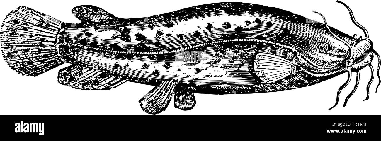 Common catfish hi-res stock photography and images - Alamy