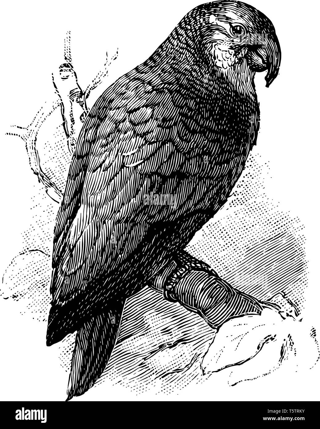 Most common parrot Stock Vector Images - Alamy