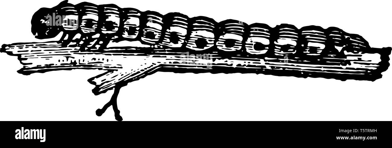 Looper Caterpillar at Full Length vintage line drawing or engraving ...