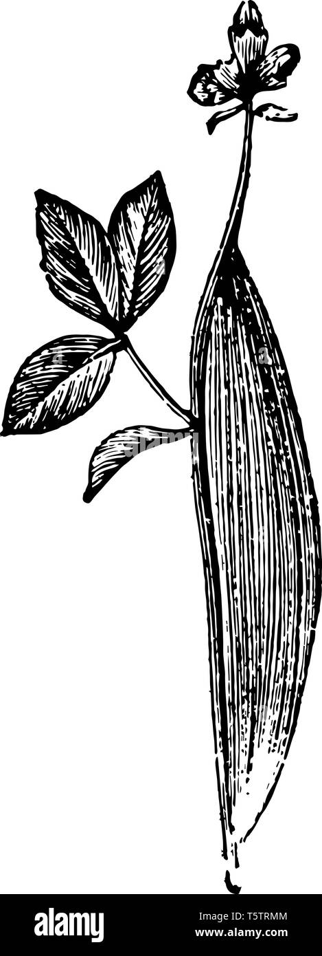 Yellow cocoon Black and White Stock Photos & Images - Alamy