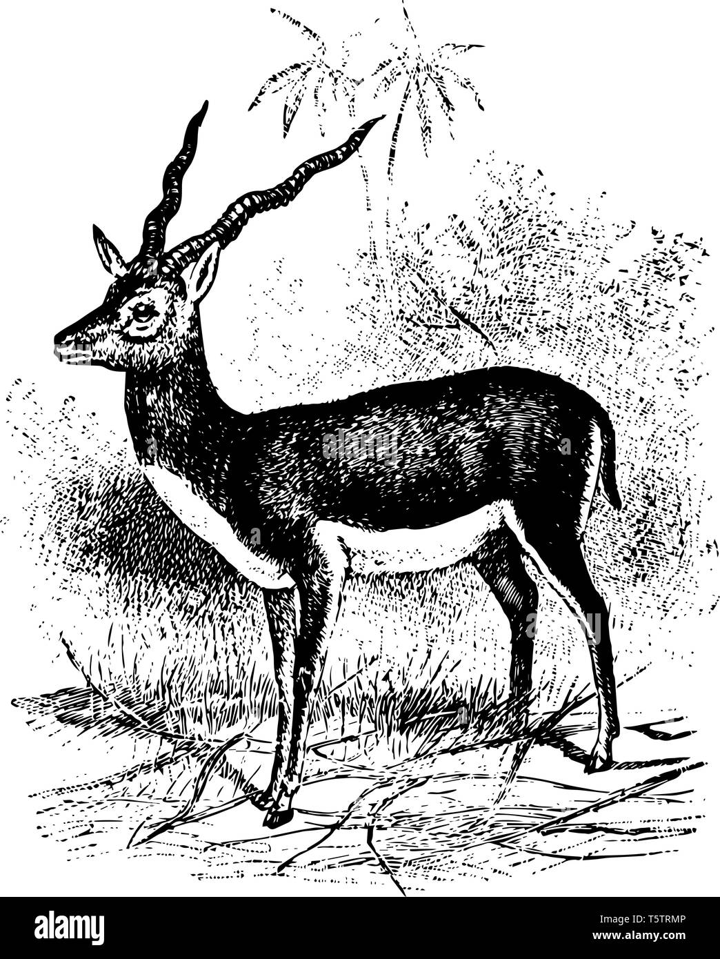 Blackbuck is a species of antelope native to India vintage line drawing ...