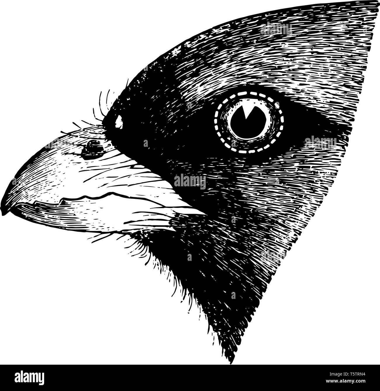 This illustration represents Copper Tailed Trogon vintage line drawing ...