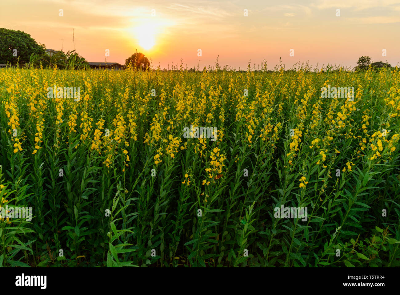 sunhemp field / Crotalaria juncea in sunset time Stock Photo - Alamy